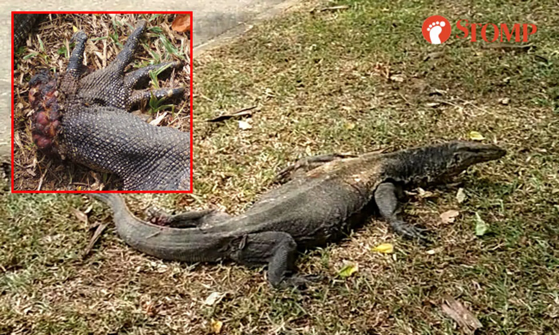 What gave poor monitor lizard in Punggol these injuries? | STOMP