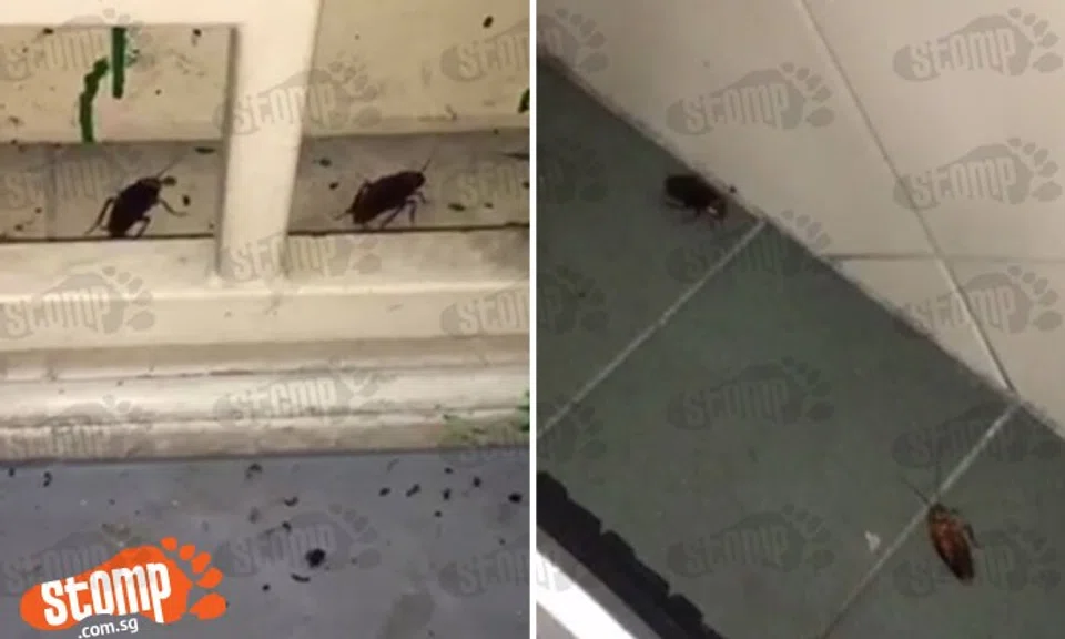 More than 50 cockroaches plague resident's corridor at North Bridge ...