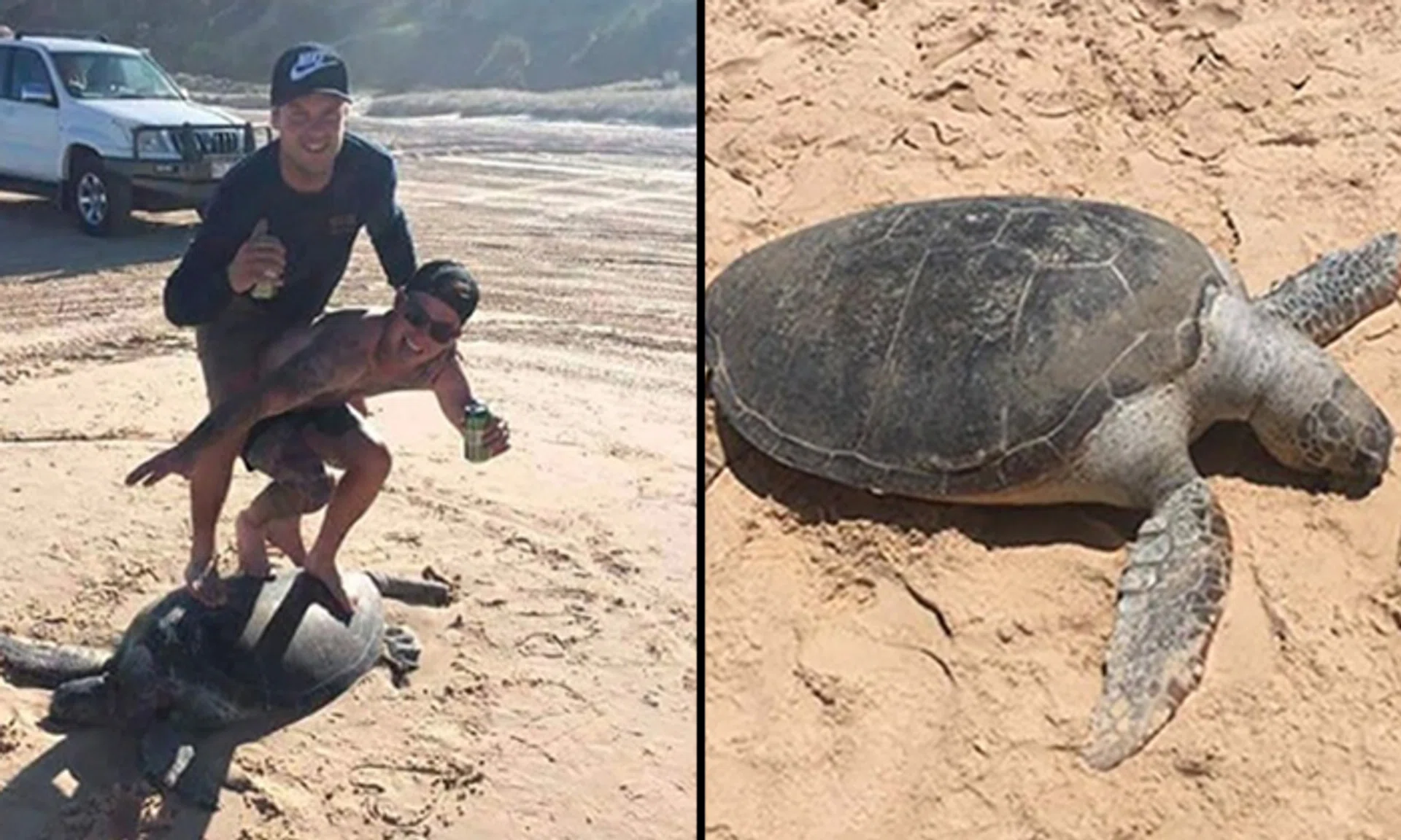 Guys post photos of them 'surfing' on turtle,..., Latest News - STOMP