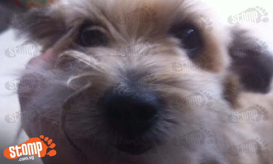 $250 reward to whoever finds Stomper's lost Schnauzer last seen at ...