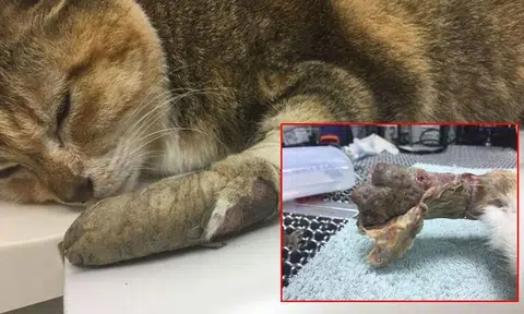 Cat with mangled paws found in Yishun: Volunteers plead for help | STOMP