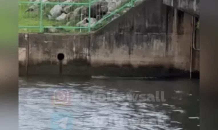 Croc sighted near Yishun Dam - stay calm and back away if you see one ...