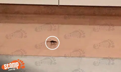 Yikes! There's a rat running around in MacPherson MRT station | STOMP