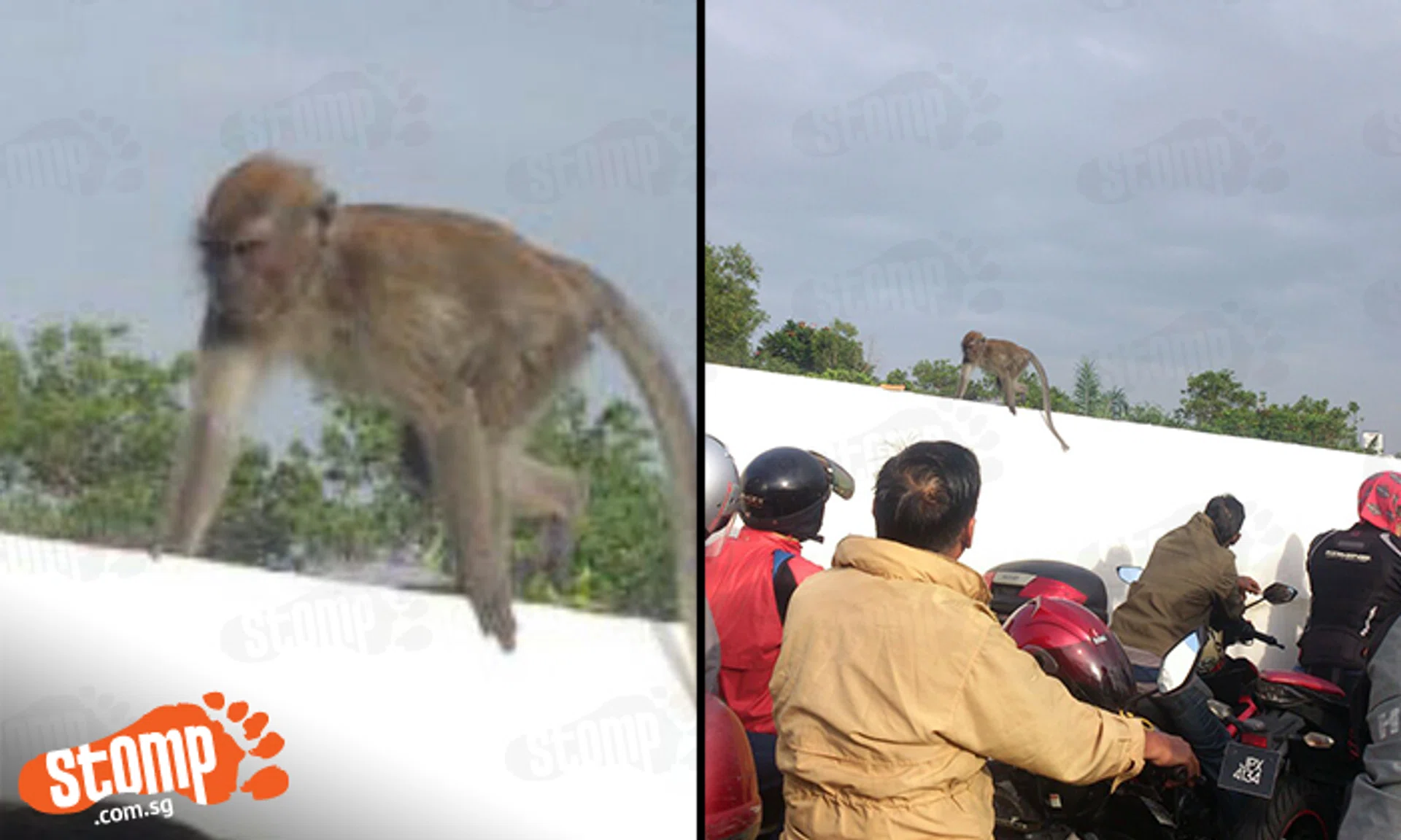 Unusual visitor spotted monkeying around at Woodlands Checkpoint | STOMP