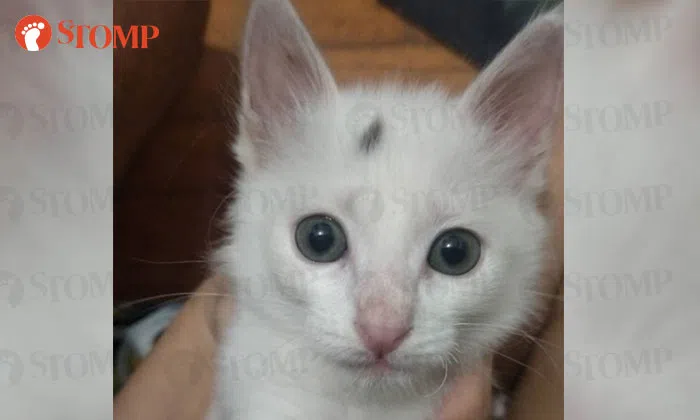 Have you seen this kitten? I've handraised her since she was 3 weeks ...