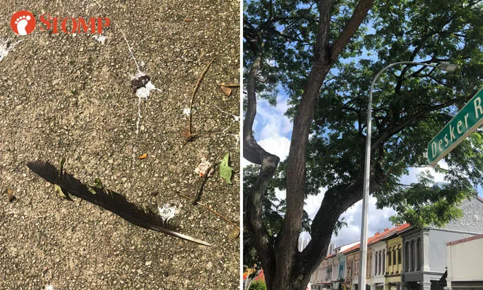 Crow culling at Desker Road: NParks was alerted to crow attacks in the ...