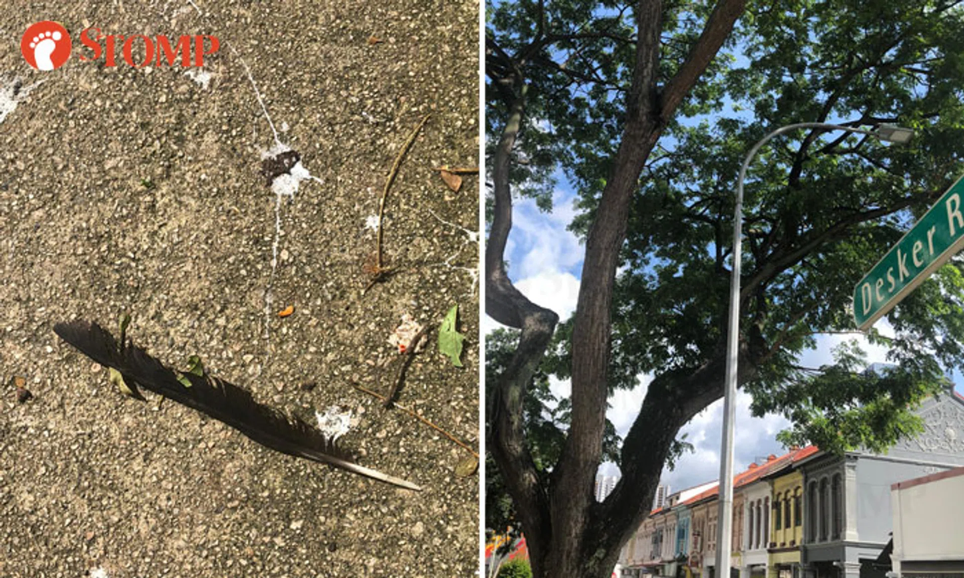 Crow culling at Desker Road: NParks was alerted to crow attacks in the ...