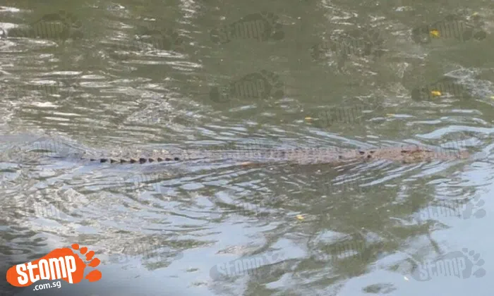 Crikey! 1.5m-long crocodile spotted at Sungei Buloh Wetland Reserve | STOMP