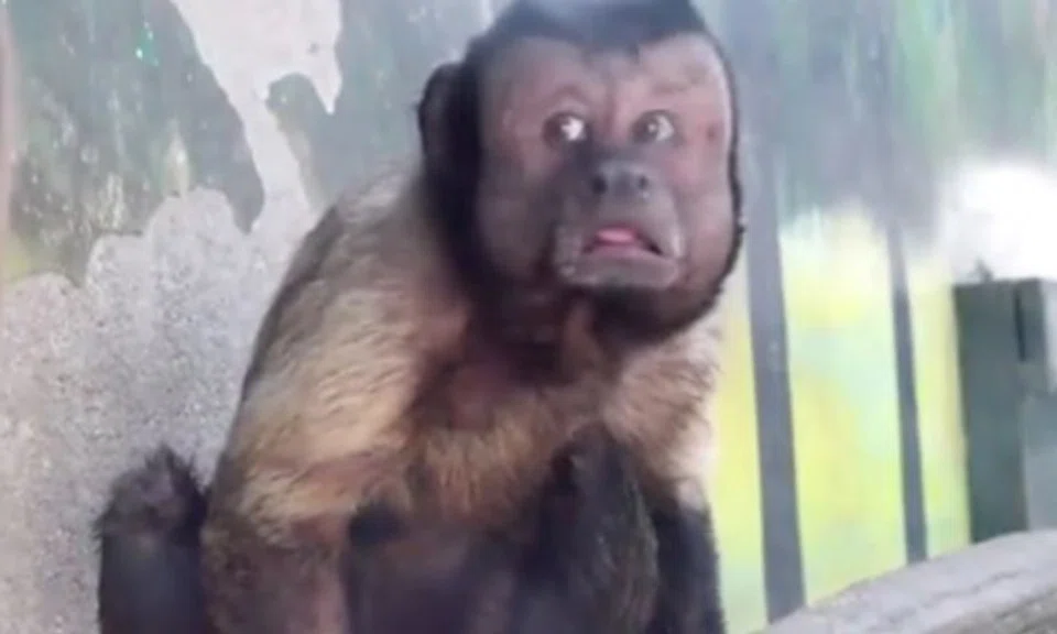 Have you ever seen a monkey that looks so human? | STOMP