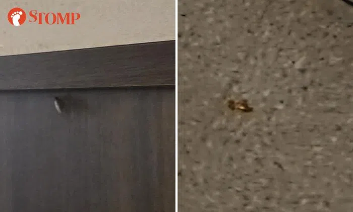 Father's Day dinner at Collin's in Tampines ruined by cockroaches, SFA ...