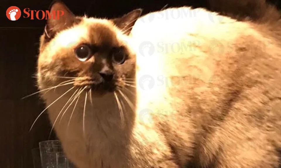 Found: Woman offering $2,000 for cat that "cannot cope with being ...