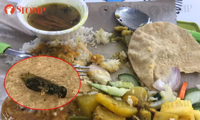 After taking photos of so many insects, Lau Lup now nearly swallows one ...