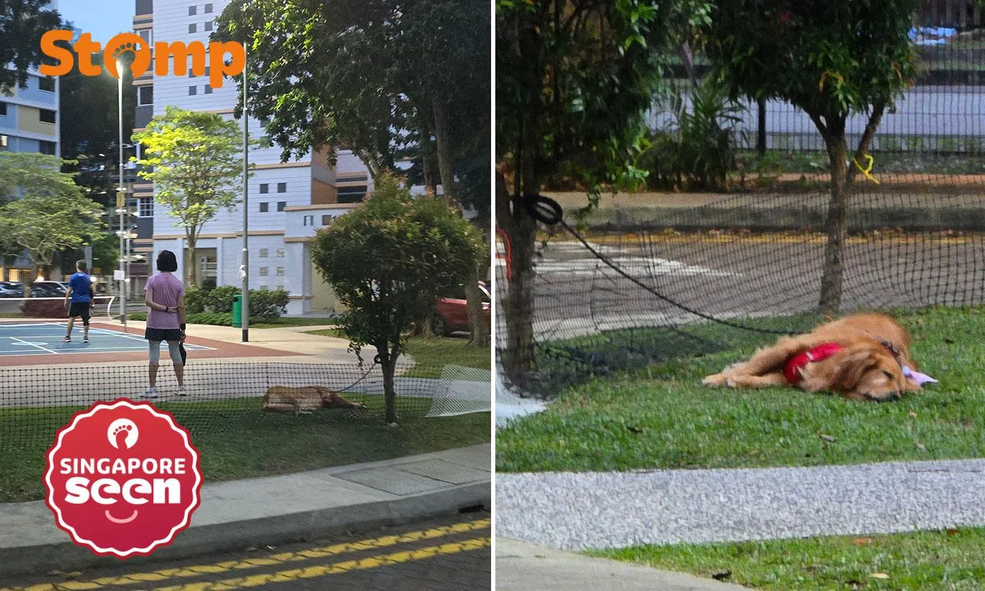 Geylang resident concerned for dog tied up for hours without water as ...
