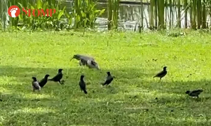 Birds not afraid of monitor lizard in Sengkang park: S'pore must be ...