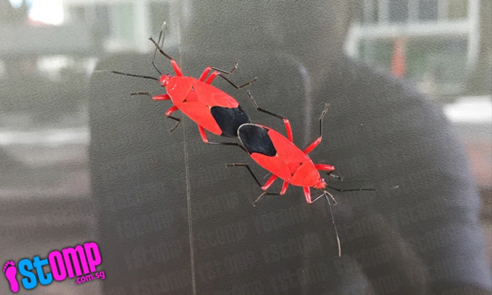 How weird! What are these black and red cockroach-like insects at ...