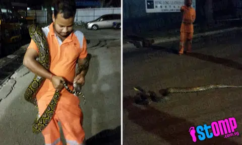 3.6-metre snake found at Defu Lane -- and this fearless guy has no ...