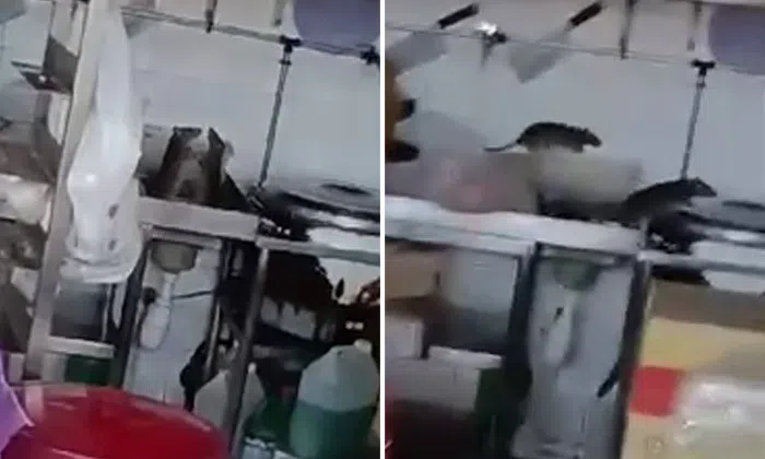 Rodent party at Hougang coffee shop: No evidence of rats in joint ...