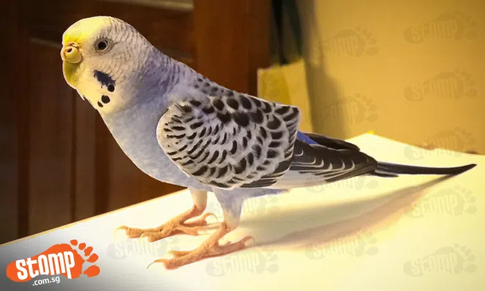 $100 reward offered for safe return of Dickie Bird the budgie | STOMP