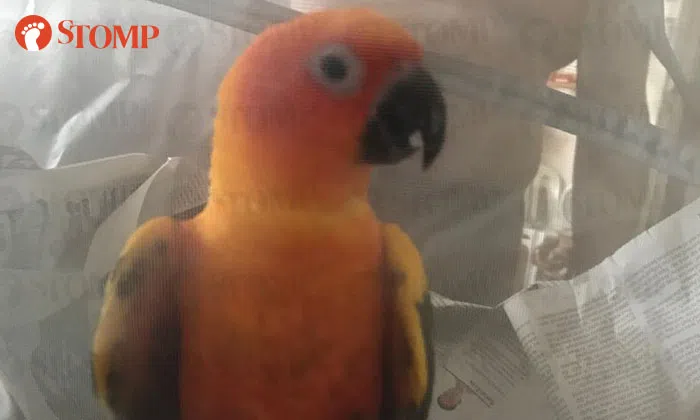 Is this pretty parrot found at Jurong West yours? | STOMP