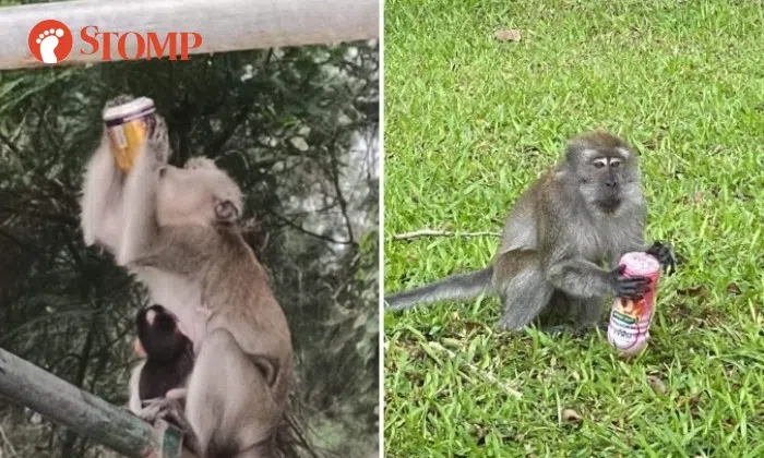 Monkeys snatch Red Bull and Pokka Peach Tea from passers-by -- again ...