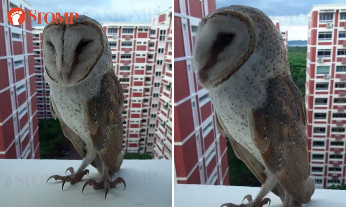 Hoo's there? Resident receives unexpected visit from barn owl at Pasir ...