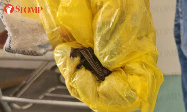 Yishun resident finds tiny bat lying motionless in her kitchen balcony ...