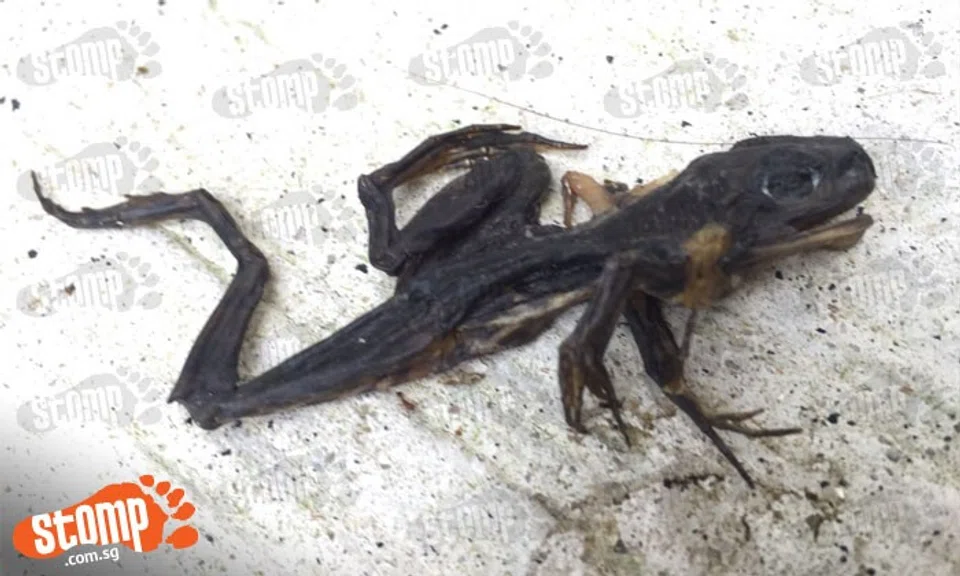 What is this weird creature spotted at Block 215 Toa Payoh Lorong 8 ...