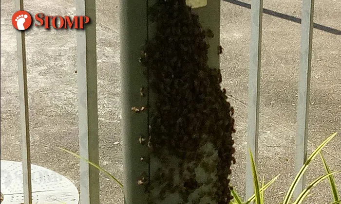 Bee-careful not to lean on lampposts before checking | STOMP