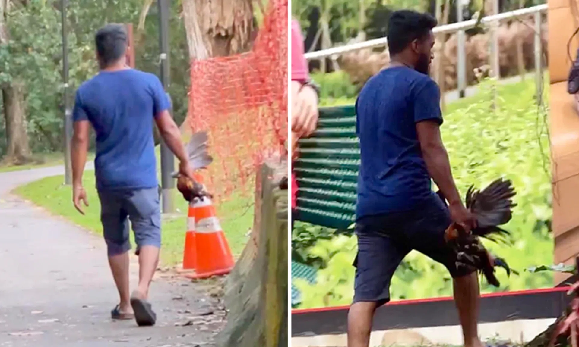 NParks looking into alleged killing of wild chicken at Pasir Ris Park ...