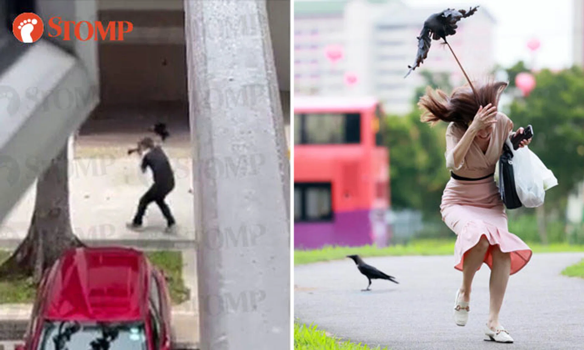 NParks to euthanise crows following spate of attacks in Bishan | STOMP