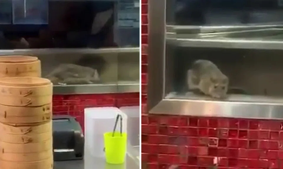 Viral video of large rat scurrying in Din Tai Fung kitchen happened in ...