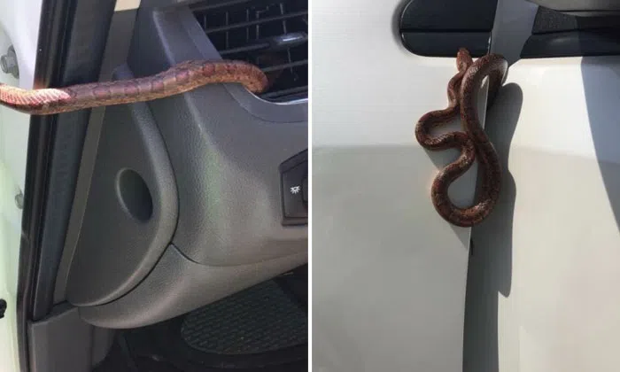 Your worst nightmare: Snake slithered out of car's air vent while US ...