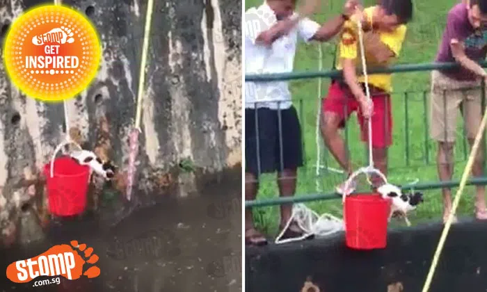 Kudos to lifeguard and passers-by for saving cat from drain outside ...