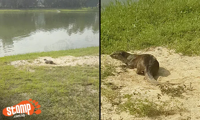 Awww: Look what Stomper spots along the shores of Kallang River | STOMP