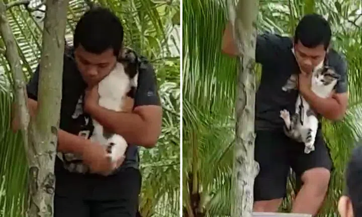 LTA officer restores faith in humanity by saving cat from tree in ...