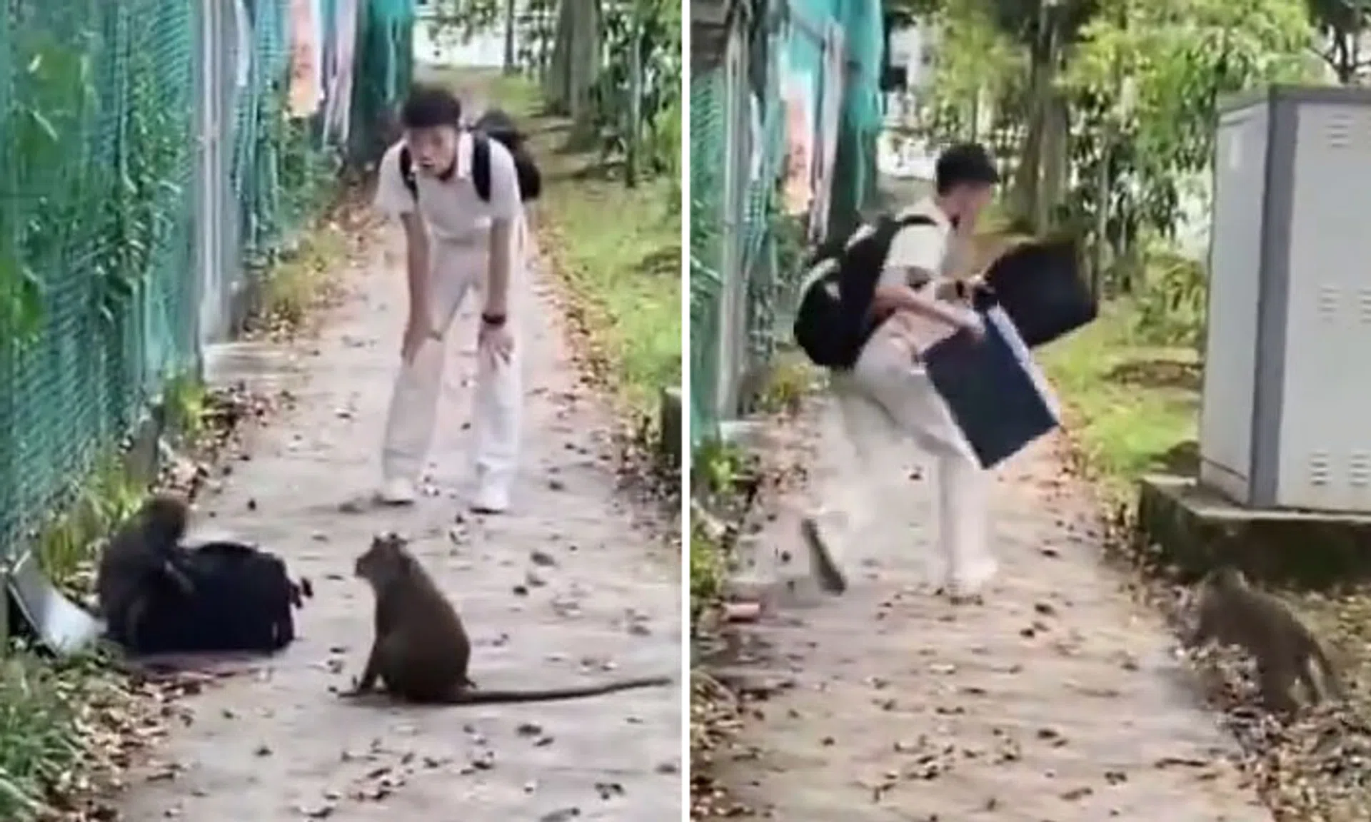 Netizens impressed by student who tried to persuade monkeys to return ...