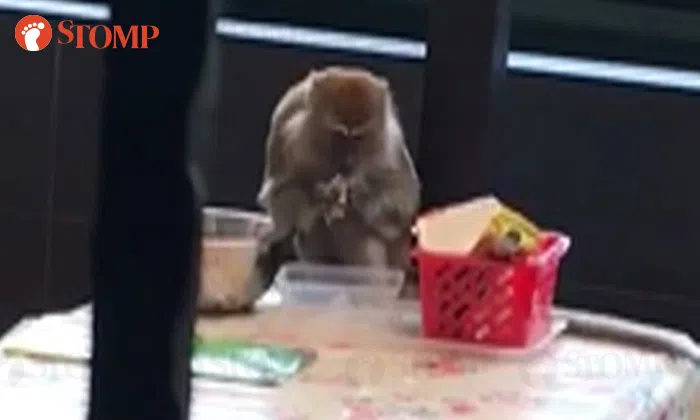 Hungry monkey gobbles down food at Pavilion Park home, even uses ...