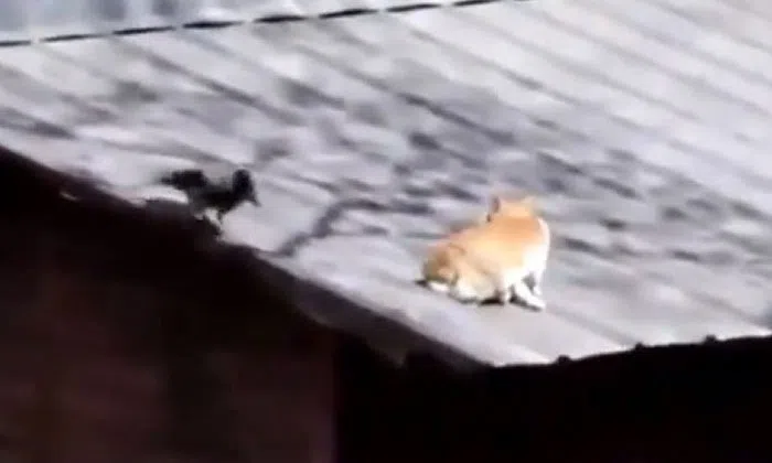 Crow starts a cat-fight...then becomes referee | STOMP