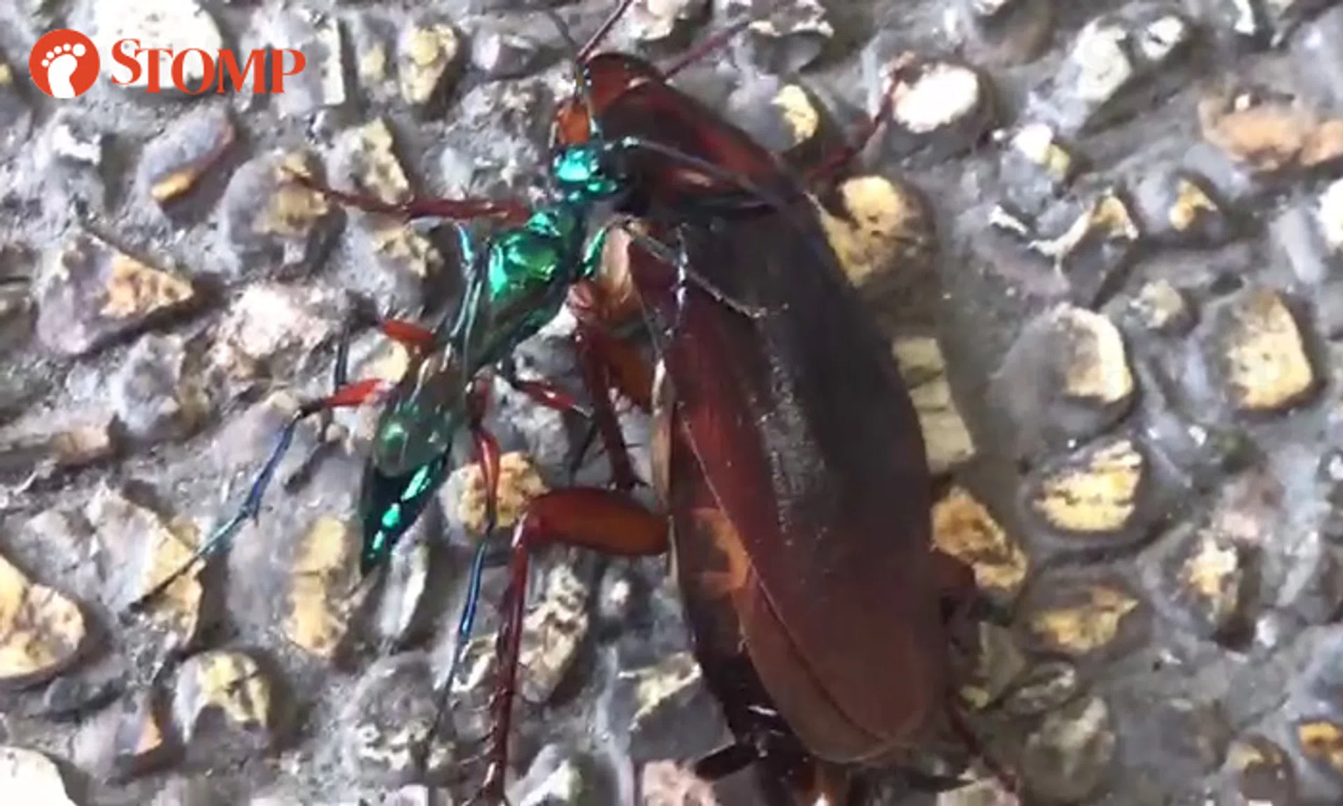 Stomper Lau Lup spots wasp fighting with cockroach in Boon Keng: Guess ...