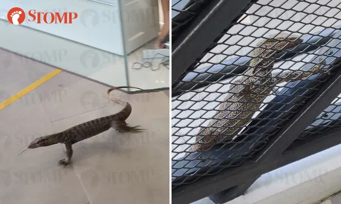 Monitor lizard goes jalan jalan in Yishun, gets stopped from entering ...