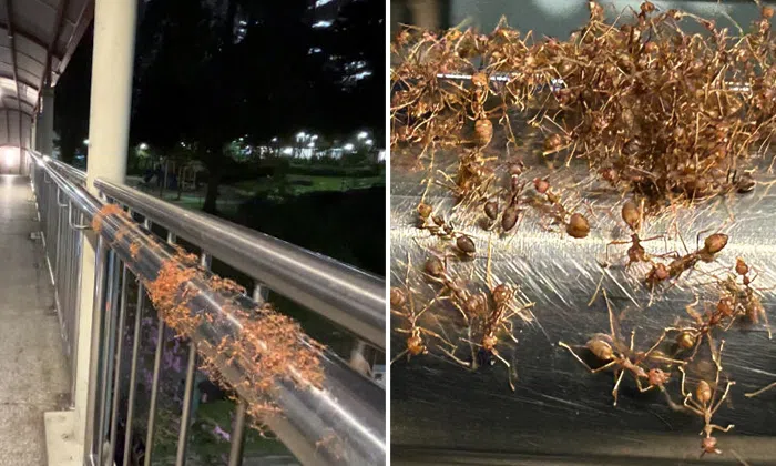 Red ants in Redhill: Residents concerned over colony on overhead bridge ...