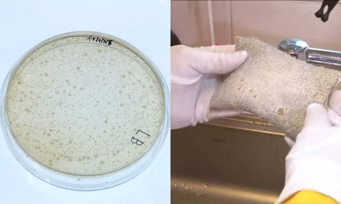 You'll be shocked to know how much filth there is in your kitchen ...