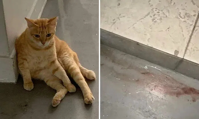 Cat found dead in Hougang, AVS investigating..., Latest News - STOMP