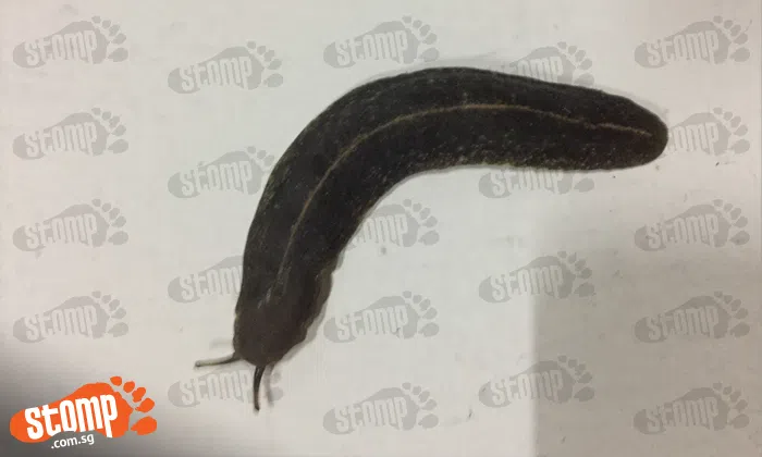 Cantonment Close estate gets infested with slimy slugs -- especially ...