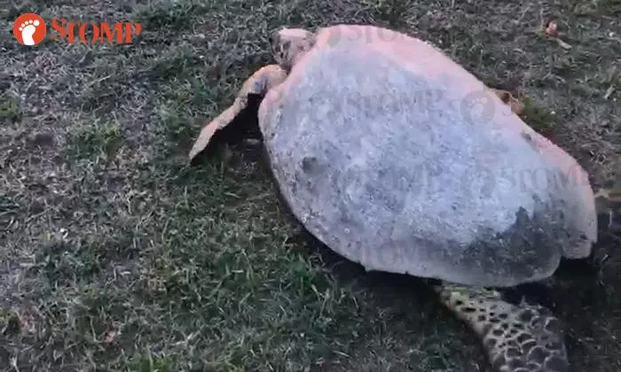 Kind beachgoers help lost turtle return to the sea at Changi Beach Park ...