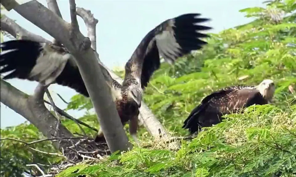 When was the last time you saw eagles perched on a tree in Singapore ...
