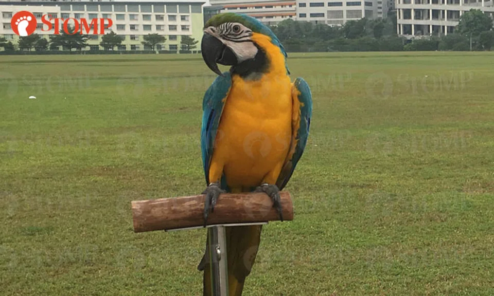 Lost blue and gold Macaw parrot last seen flying towards Woodlands | STOMP