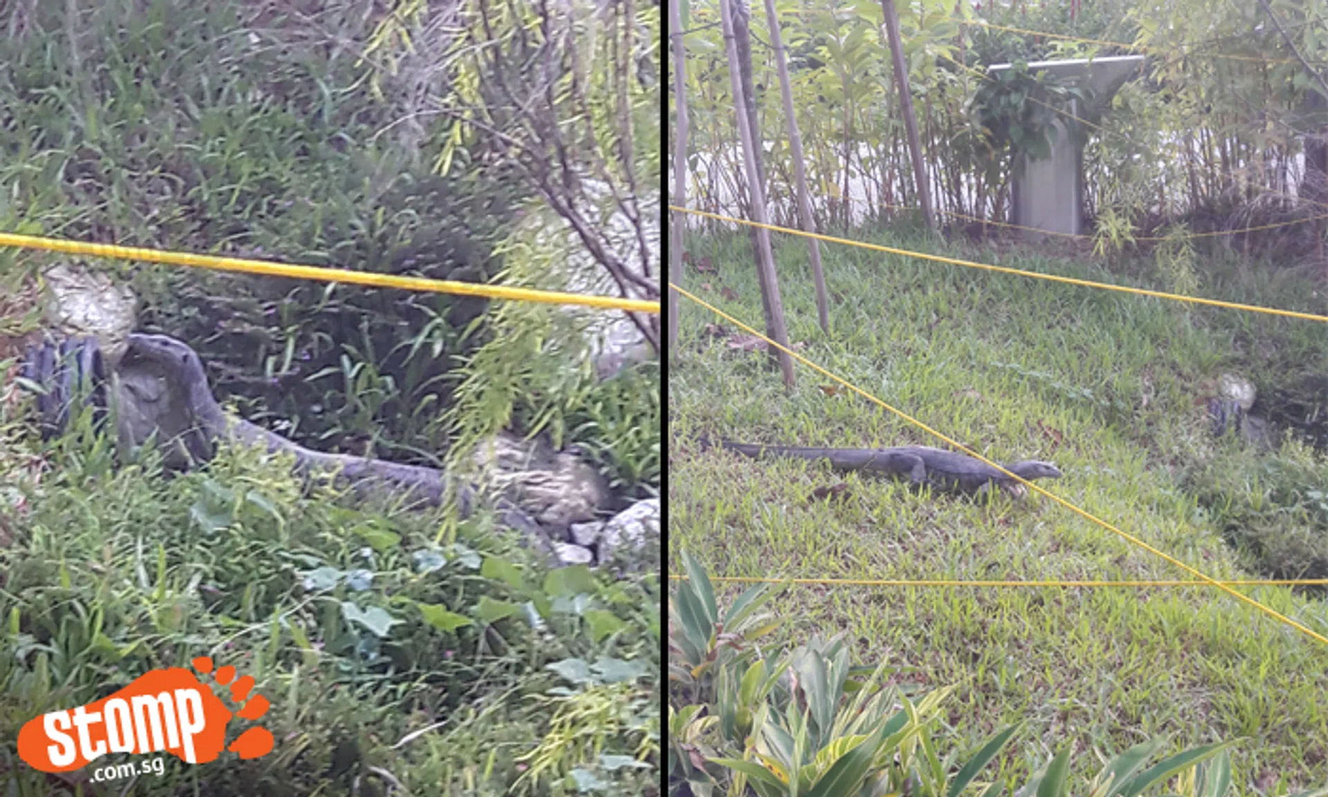 Huge monitor lizard is out for a prowl at..., Latest News - STOMP