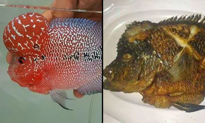 Malaysian woman instructs maid to cook seafood stocked in house -- and ...