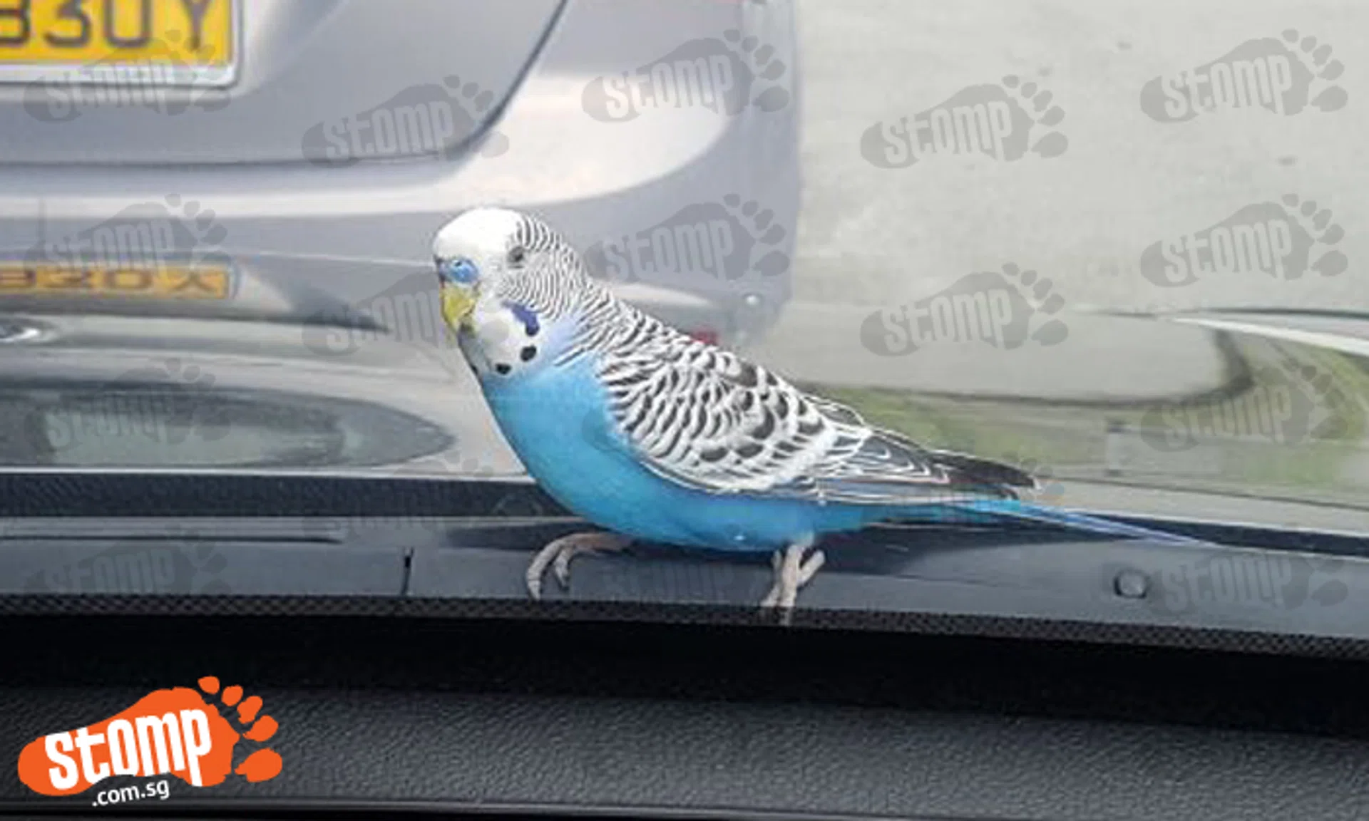 Cute bird lands on Stomper's windscreen for a drink at Rail Mall | STOMP
